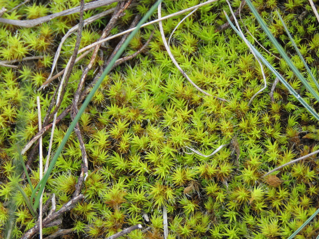 Pottiaceae from Villa Gesell, Provincia de Buenos Aires, Argentina on ...