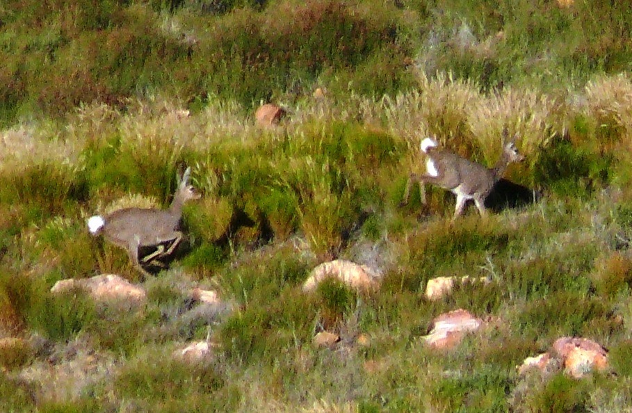 Grey Rhebok from Cedarberg shale band Welbedacht to Tafelberg ...