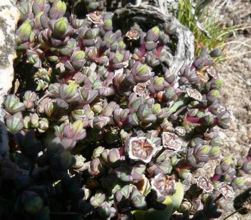 Antimima distans · iNaturalist United Kingdom