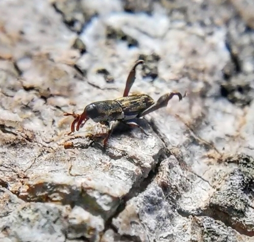 Genus Phaenomerus · iNaturalist