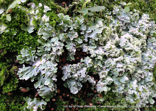 Rimelia cetrata · iNaturalist