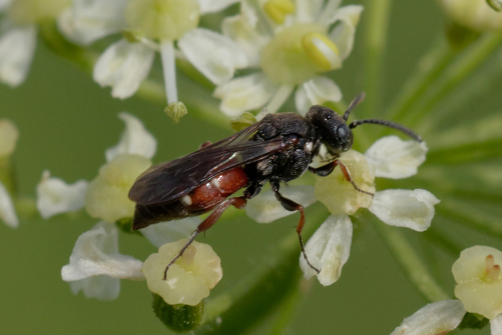 Nysson dimidiatus in August 2021 by Sylvester Kociniak · iNaturalist