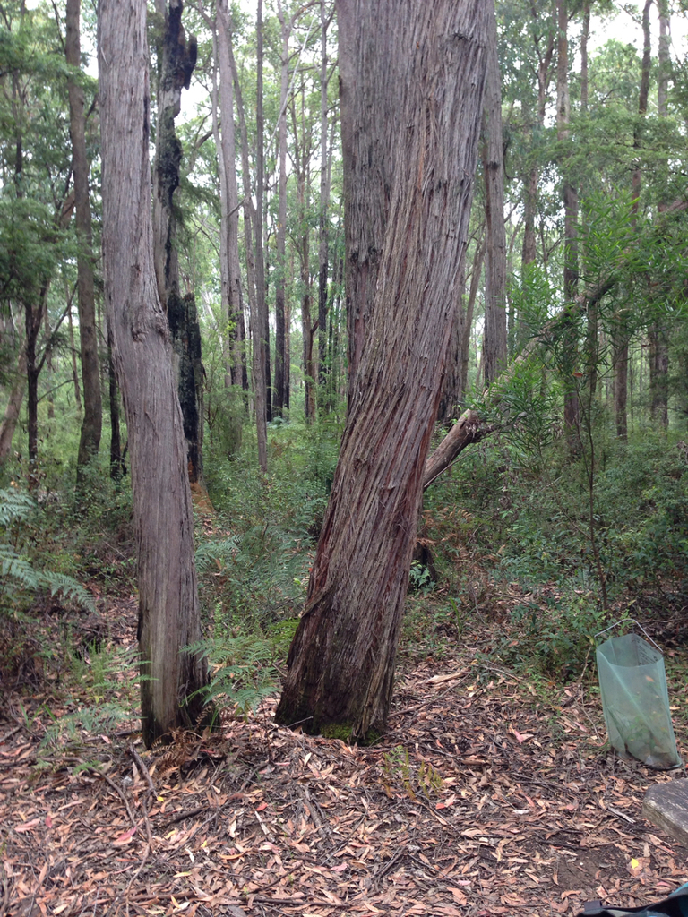 eucalyptus from Bemm, Goolengook, Arte and Errinundra Rivers, E ...
