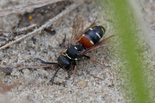 Nysson maculosus · iNaturalist