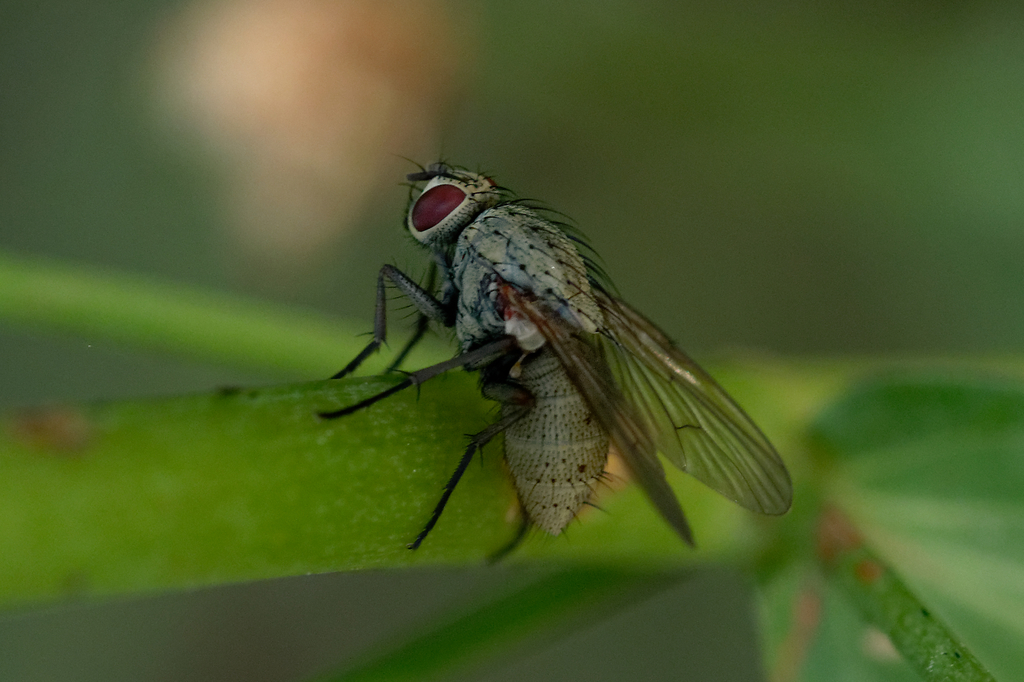 Helina in August 2021 by sylvester_k · iNaturalist