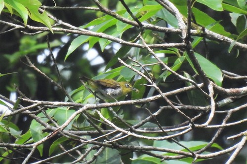 Subspecies Zosterops simplex williamsoni · iNaturalist