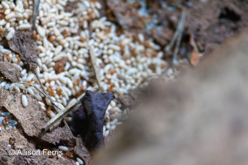 Lasiine Ants in August 2021 by Allison Ferris · iNaturalist