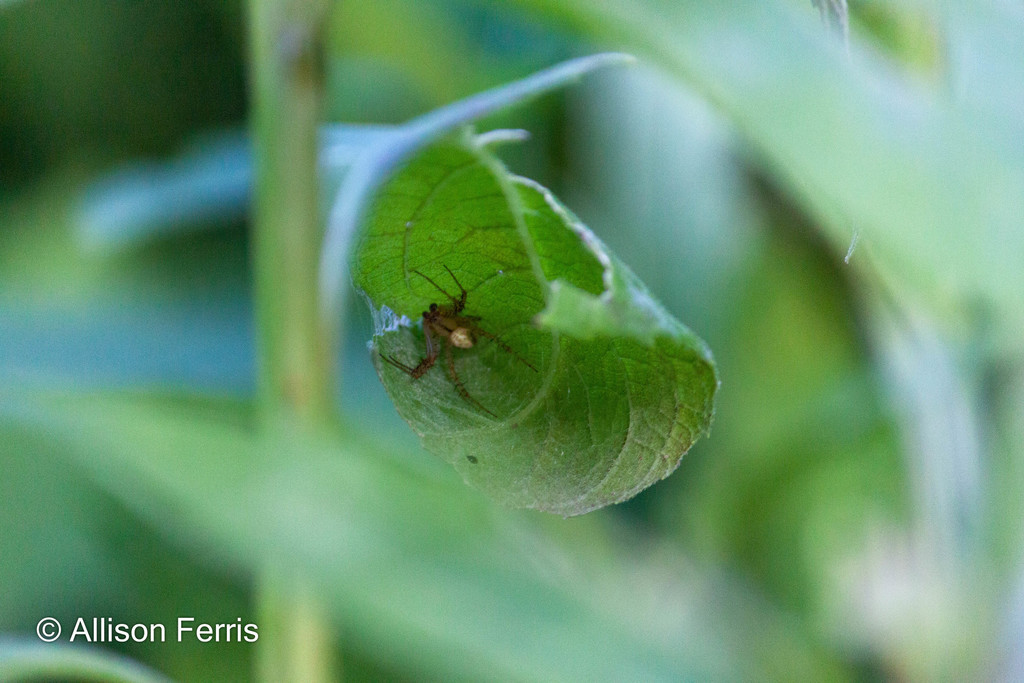Arabesque Orbweaver in August 2021 by Allison Ferris · iNaturalist