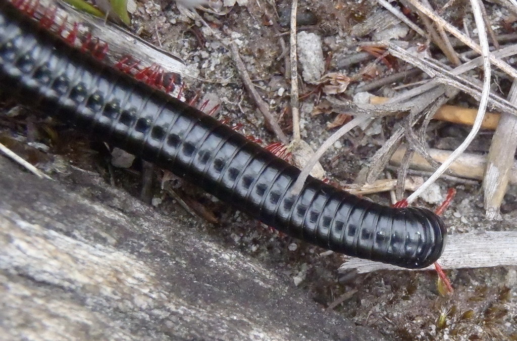 Western Redleg Millipede from Outeniqua Hiking Trail on November 11 ...