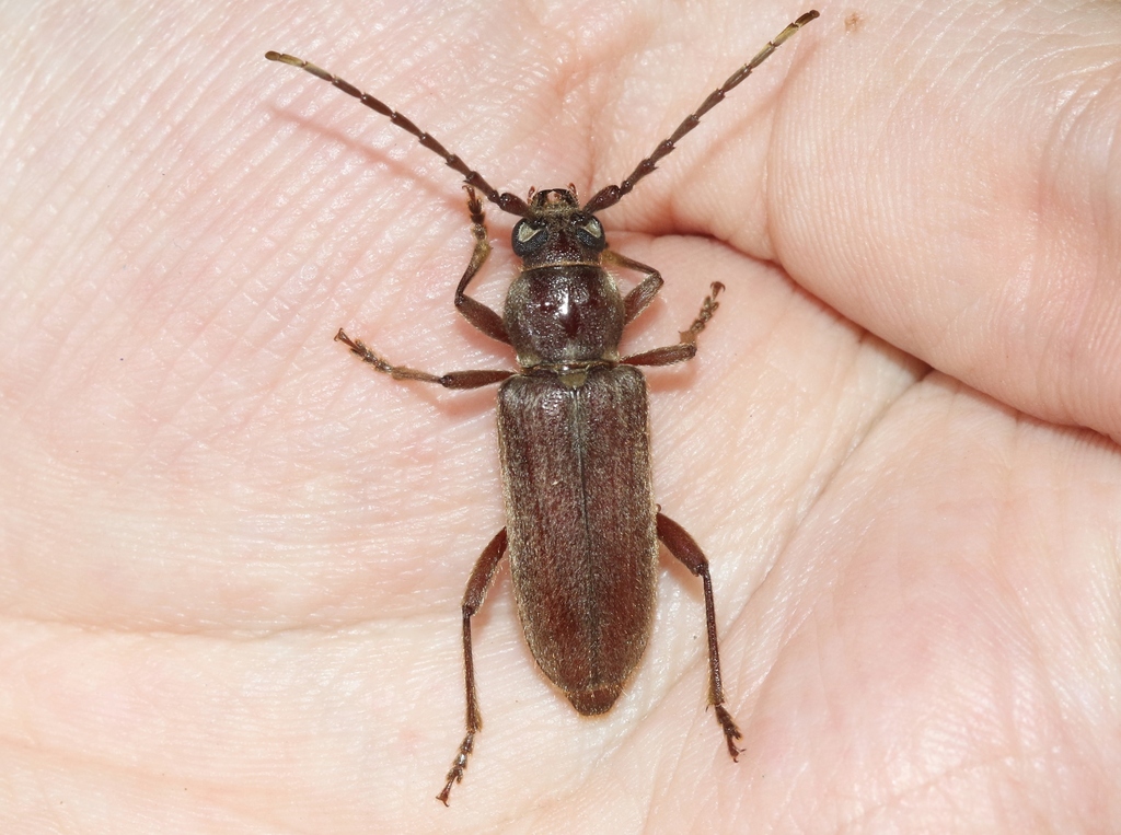 Eustromula validum from Riverside County, CA, USA on June 13, 2021 at ...
