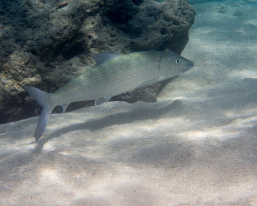 Shortjaw Bonefish (Reef Fish of the Hawaiian Islands) · iNaturalist