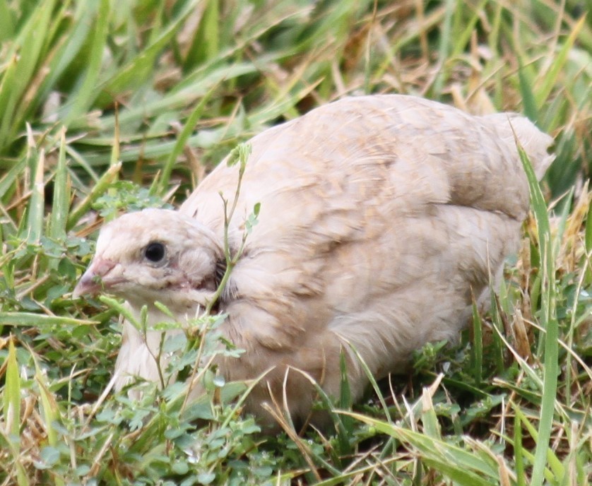 Domestic Chicken from Pinal County, AZ, USA on August 15, 2021 at 08:51 ...
