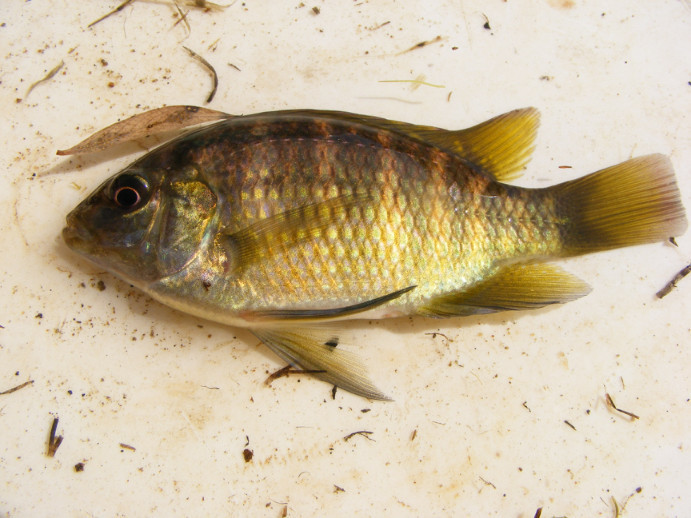 African Tilapias (Tilapia) - Marine Life Identification