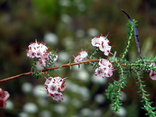 Wide Heath (Erica brachycentra) · iNaturalist United Kingdom
