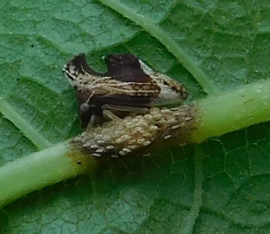 Keeled Treehopper from PRSP on August 14, 2021 at 03:28 PM by belby ...