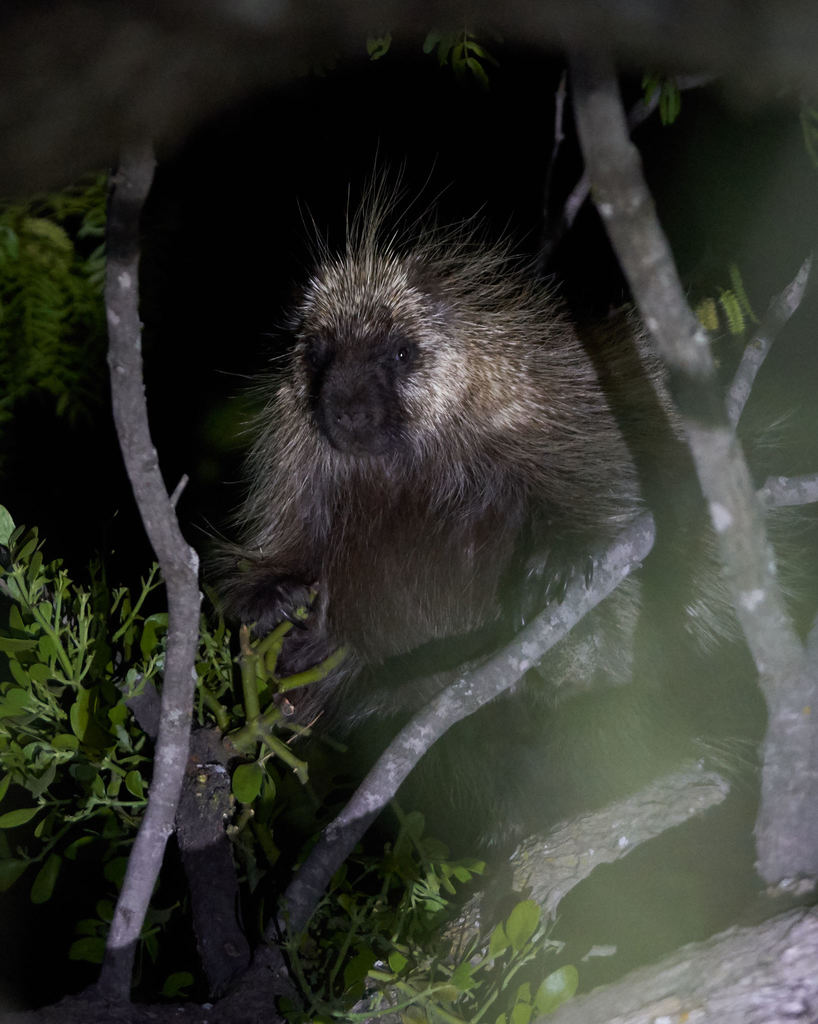 North American Porcupine from Amistad National Recreation Area, Val ...