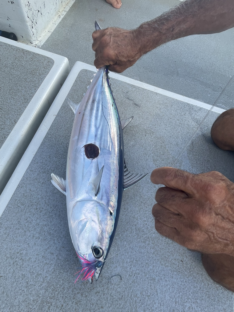 Skipjack Tuna from North Pacific Ocean, HI, US on August 15, 2021 at 07 ...