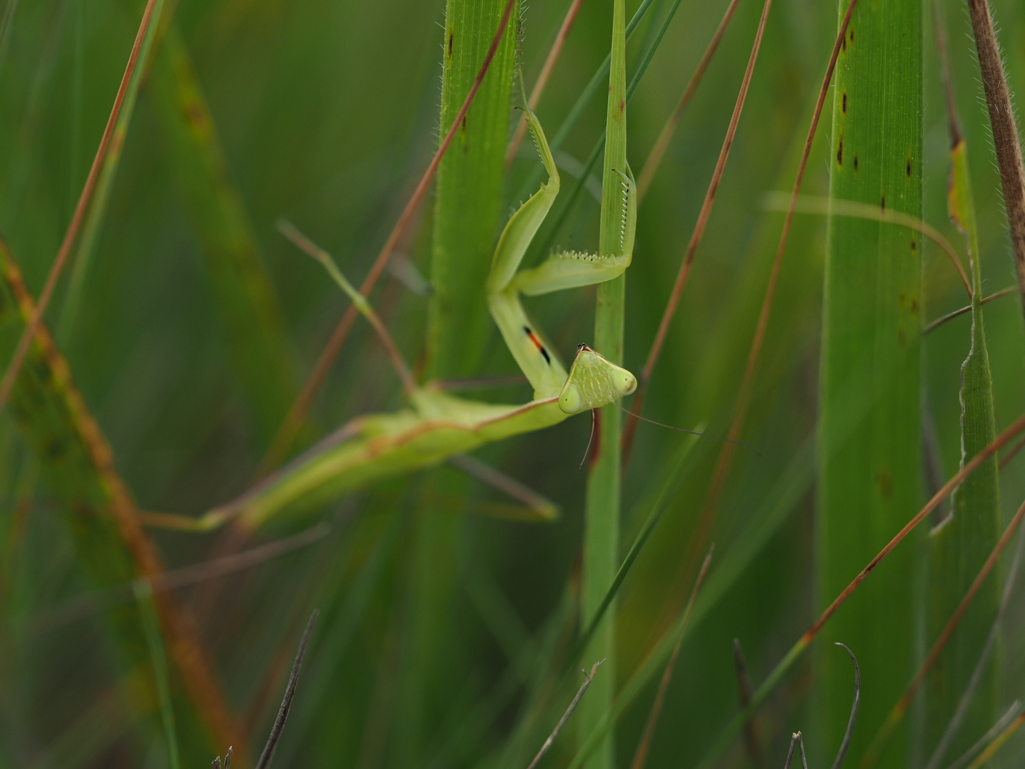Paramantis sacra Thunberg, 1815