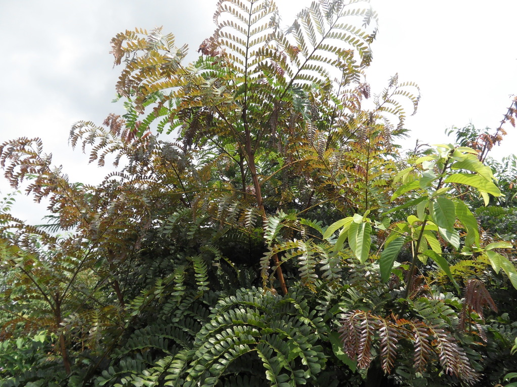 African oil bean (Pentaclethra macrophylla) - Botanical Realm