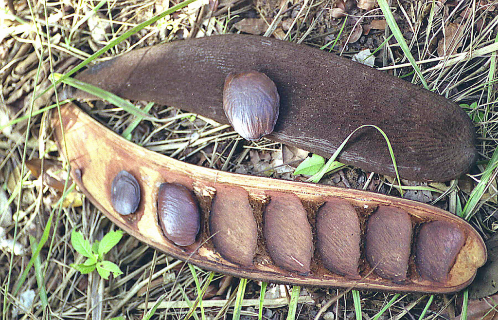 African oil bean (Pentaclethra macrophylla) - Botanical Realm
