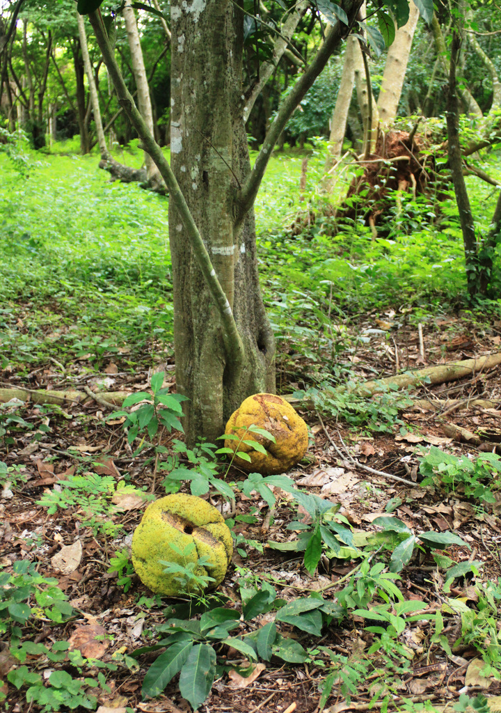 African breadfruit (Treculia africana) - Botanical Realm