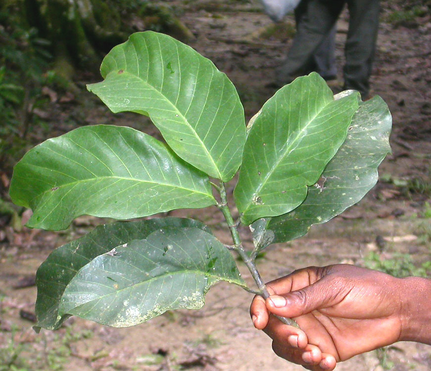 African breadfruit (Treculia africana) - Botanical Realm