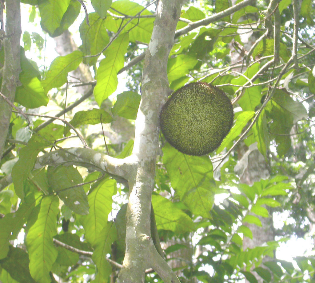 African breadfruit (Treculia africana) - Botanical Realm
