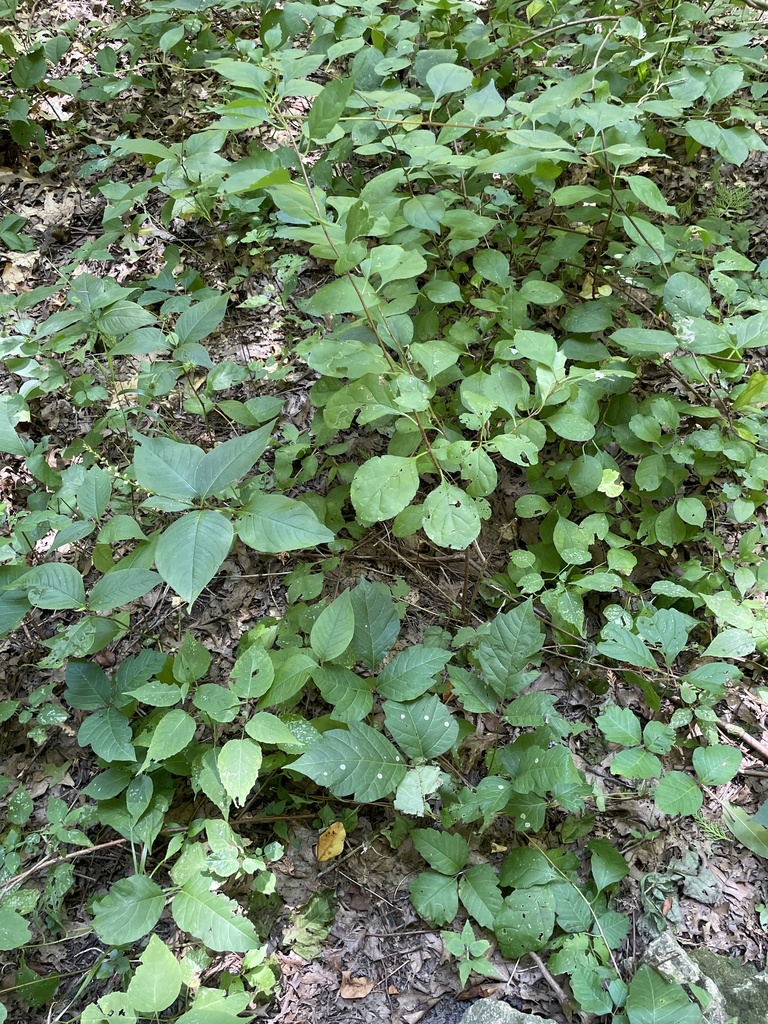 poison ivies and oaks from University of Wisconsin–Madison Arboretum ...