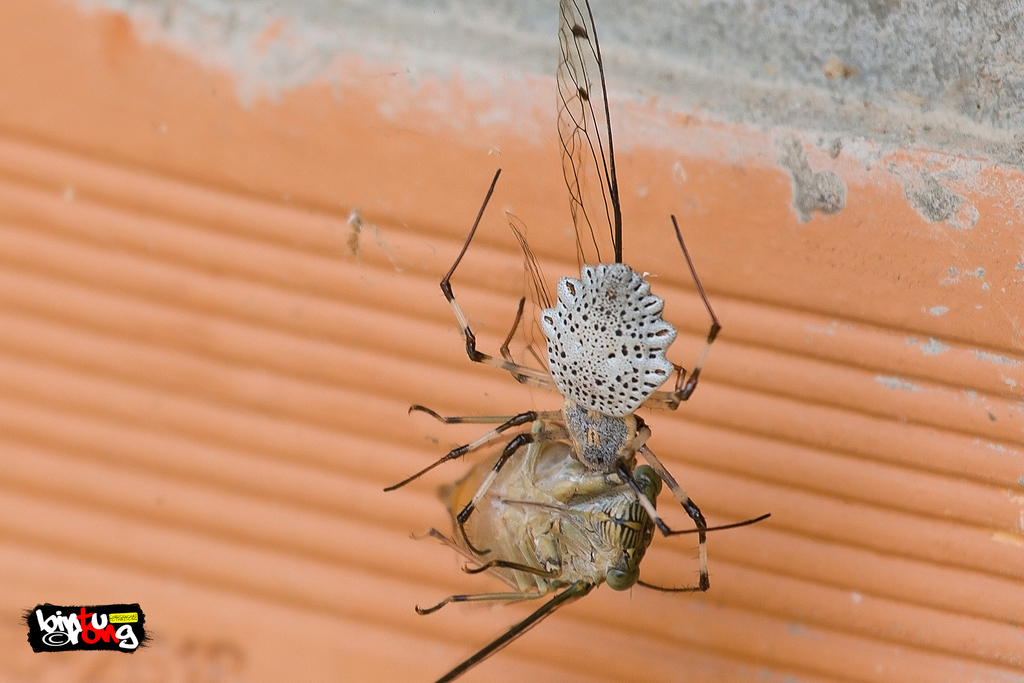 Ornamental Tree Trunk Spider from Na Noi, Tha Sala, Phu Ruea District ...