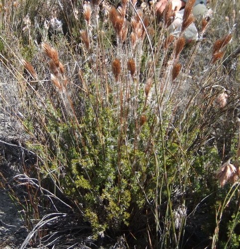 Goldhead Thatchreed (Thamnochortus acuminatus) · iNaturalist