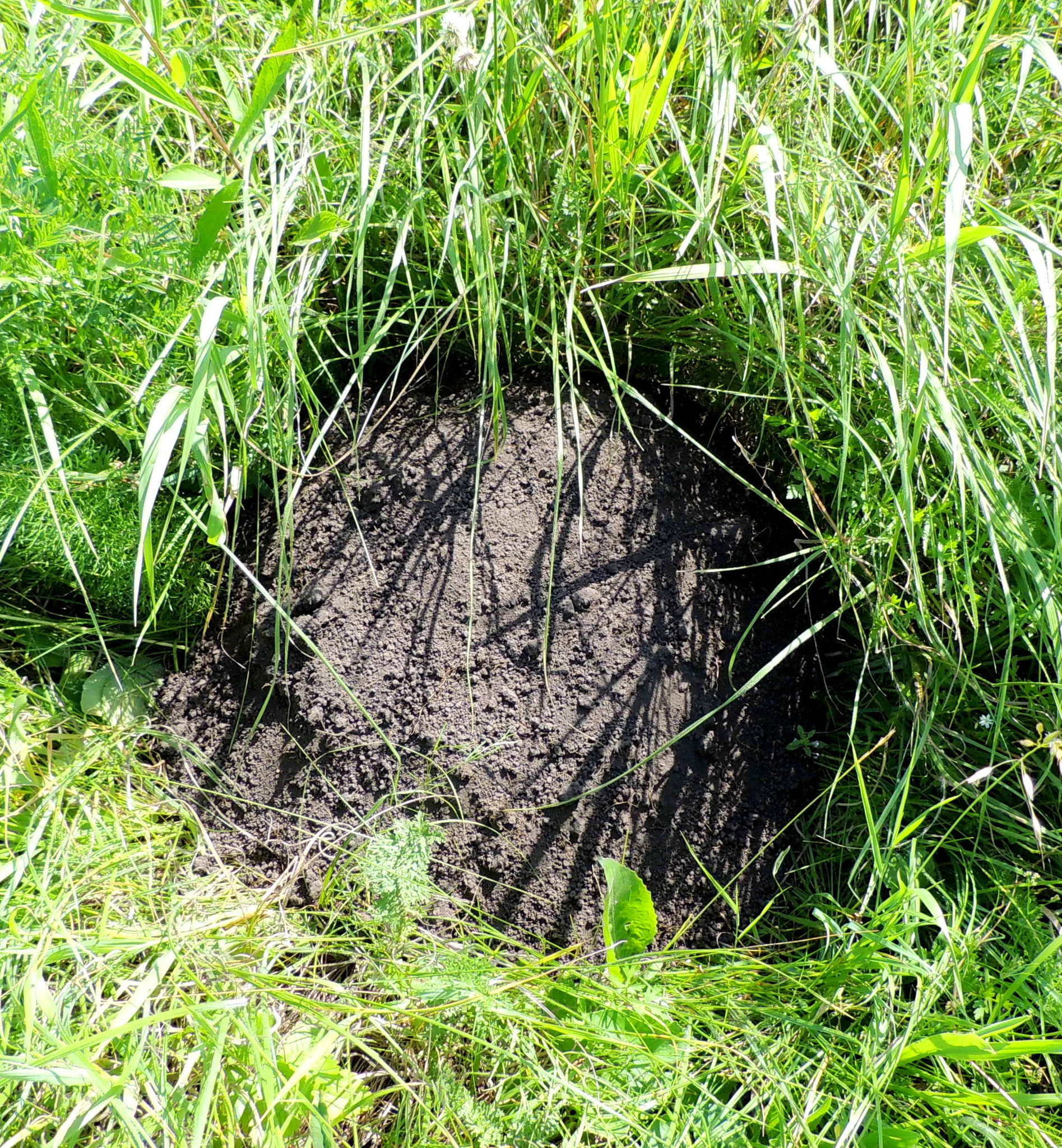 Spalax microphthalmus Guldenstaedt, 1770