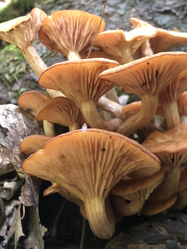 Ringless Honey Mushroom from Hamlen Woods Conservation Area, Wayland ...