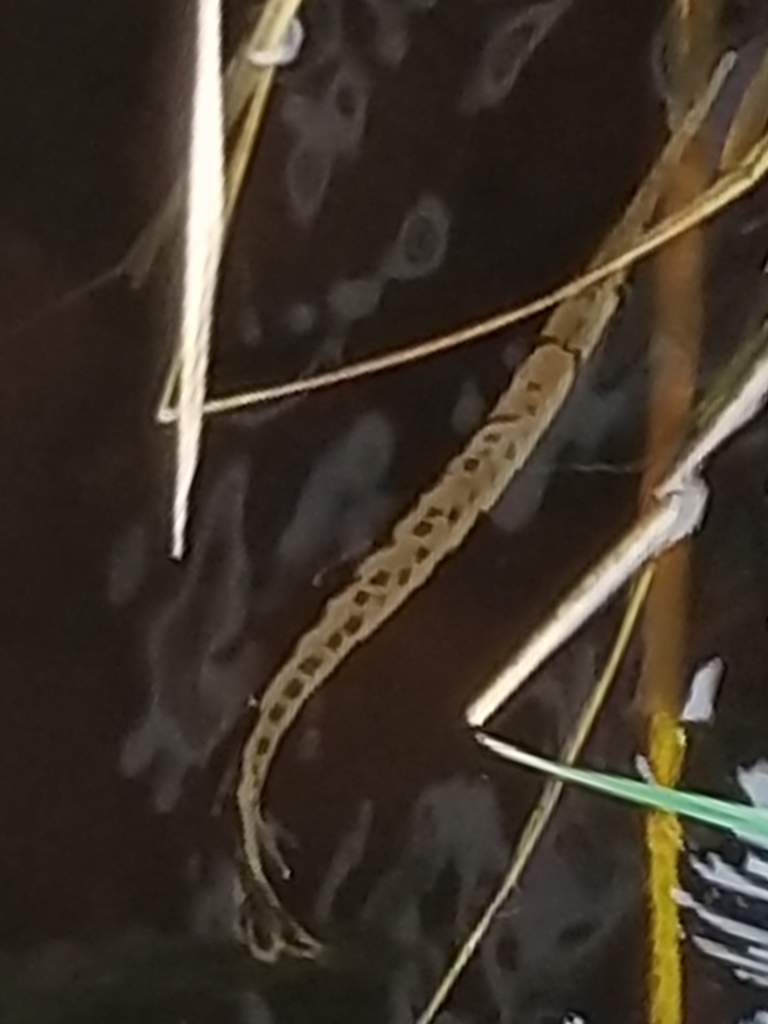 Longnose Gar from Bucksport, SC 29527, USA on August 14, 2021 at 03:20 ...