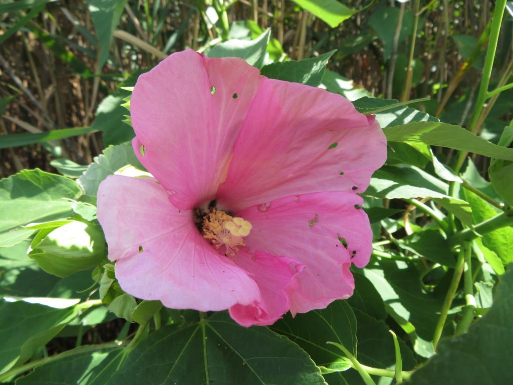 swamp rose mallow from Broad Channel, Queens, NY, USA on August 15 ...