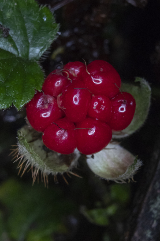 Rubus pumilus from Cd. de México, México on August 15, 2021 at 08:57 AM ...