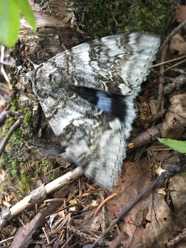 Blue Underwing from Челябинск, RU on August 08, 2021 at 07:47 PM by ...