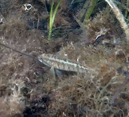 Grass Goby from 34110 Frontignan, Francie on August 13, 2021 at 02:11 ...