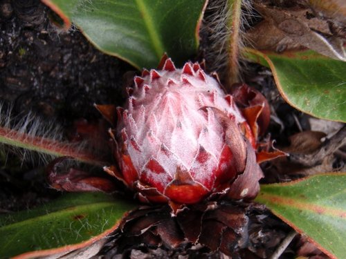 Common Snow Sugarbush (Protea scolopendriifolia) · iNaturalist United ...