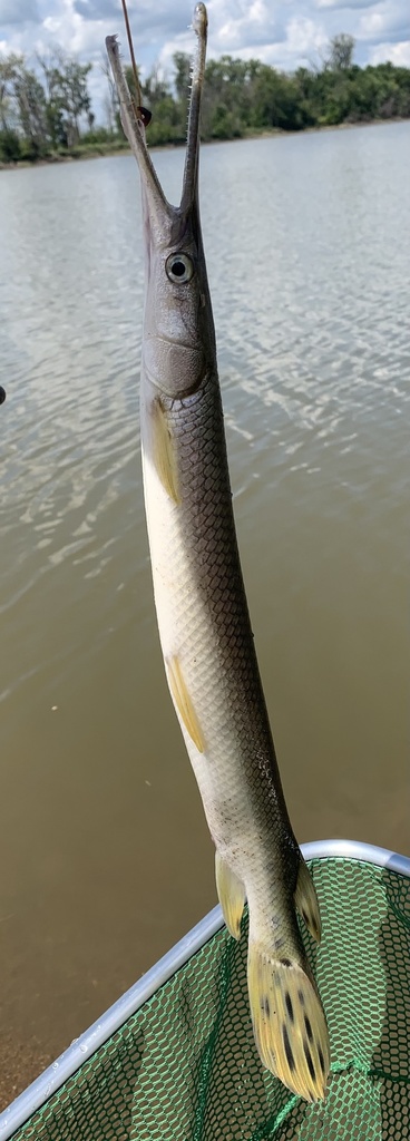 Shortnose Gar from Foley, MO, US on August 15, 2021 at 12:35 PM by ...
