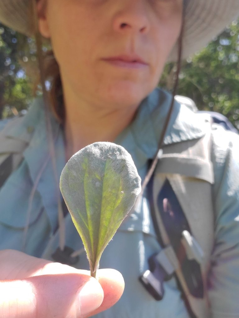 plantain-leaved pussytoes from Salem, WI, USA on August 15, 2021 at 02: ...