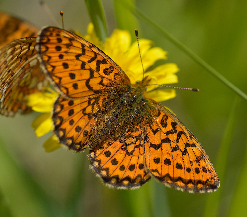 Bog Fritillary from Ponoka County, AB, Canada on June 15, 2015 at 12:55 ...