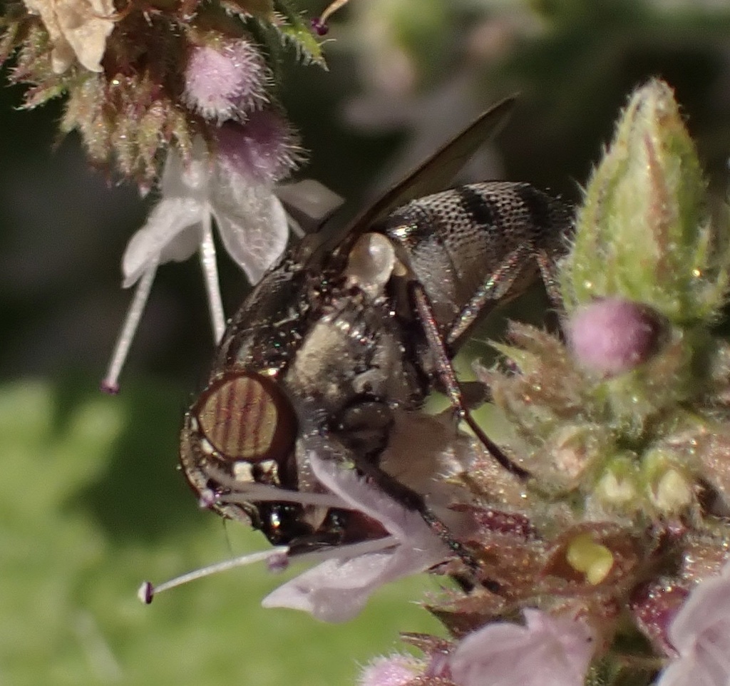 Locust Blowfly in August 2021 by Albert Cardona. On mint flowers ...