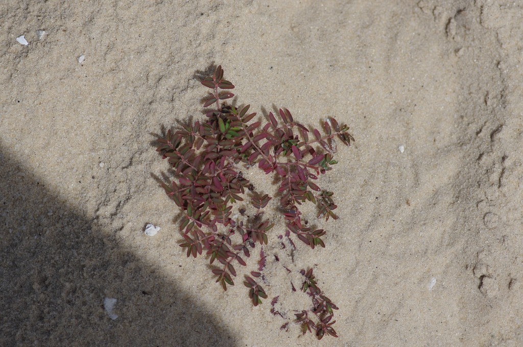 Coastal Dune Sandmat from Rockledge, FL, USA on August 15, 2021 at 10: ...