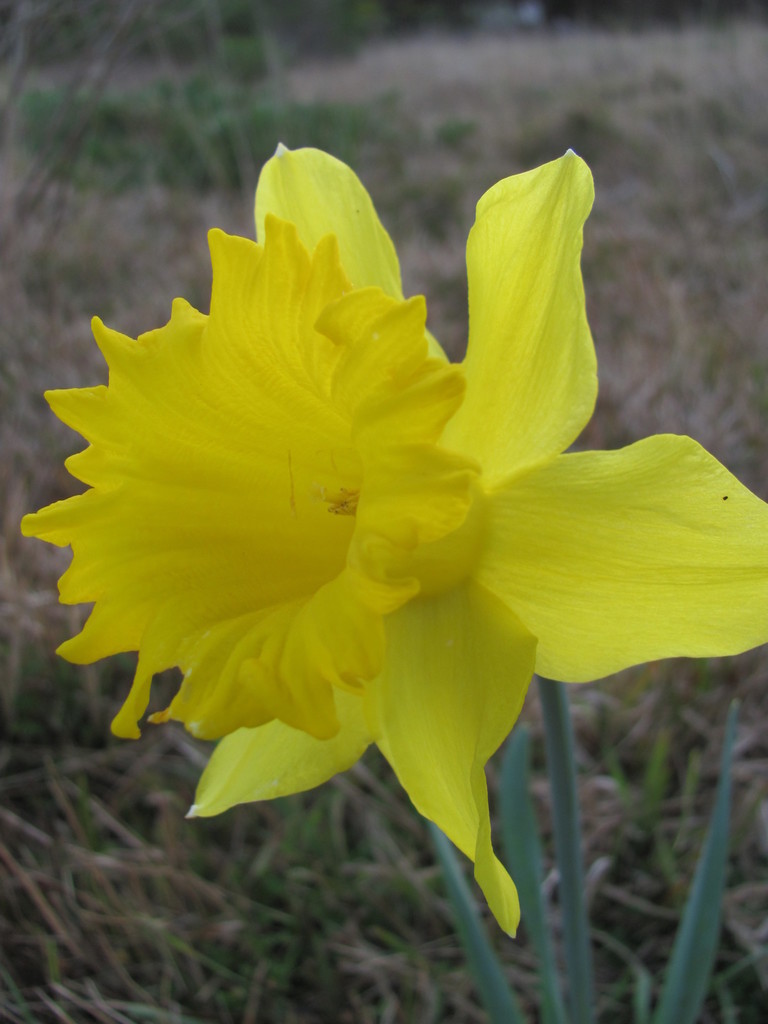 wild daffodil from Silvermine, Western Cape, South Africa: spotted them ...