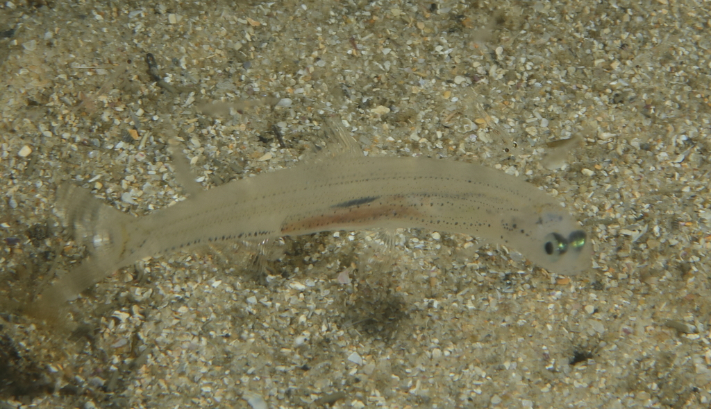 Pacific Sardine from Sydney NSW, Australia on August 15, 2021 at 09:59 ...