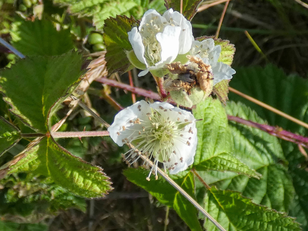 brambles from Southport, UK on July 15, 2021 at 07:05 PM by ...