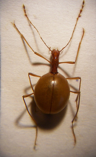 Genus Leptodirus · iNaturalist