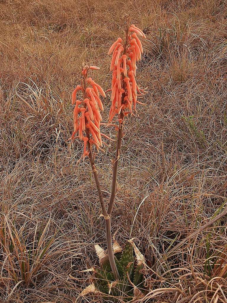 Aloe longibracteata from R540, Dullstroom on October 8, 2004 by Andrew ...