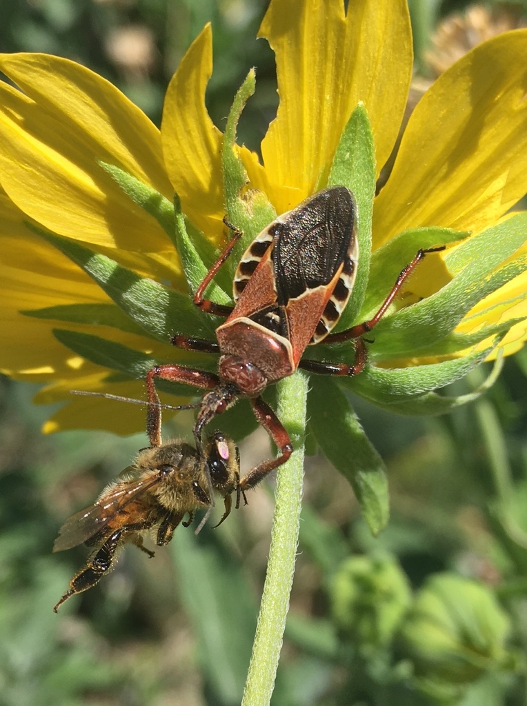 Plains Bee Assassin from Gillespie County, TX, USA on July 25, 2021 at ...