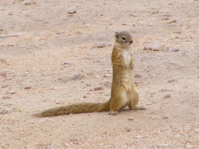Tree Squirrel (Paraxerus cepapi cepapi) - Know Your Mammals